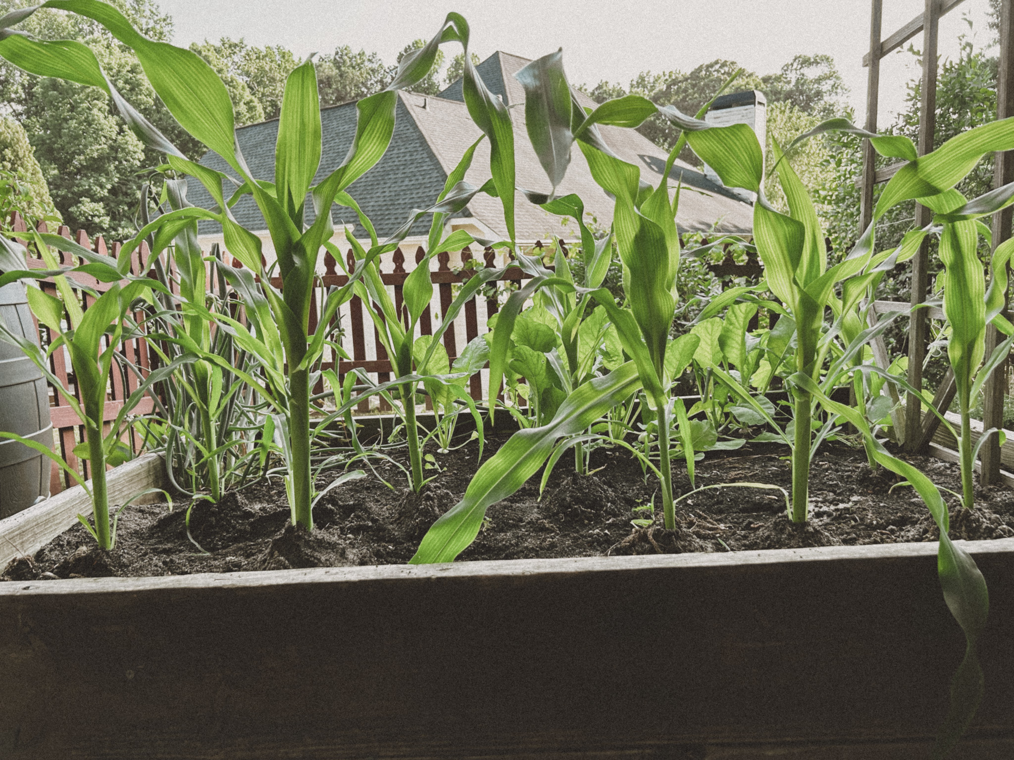 How to Hand Pollinate Corn for a Full Ear - Seasonal Grains