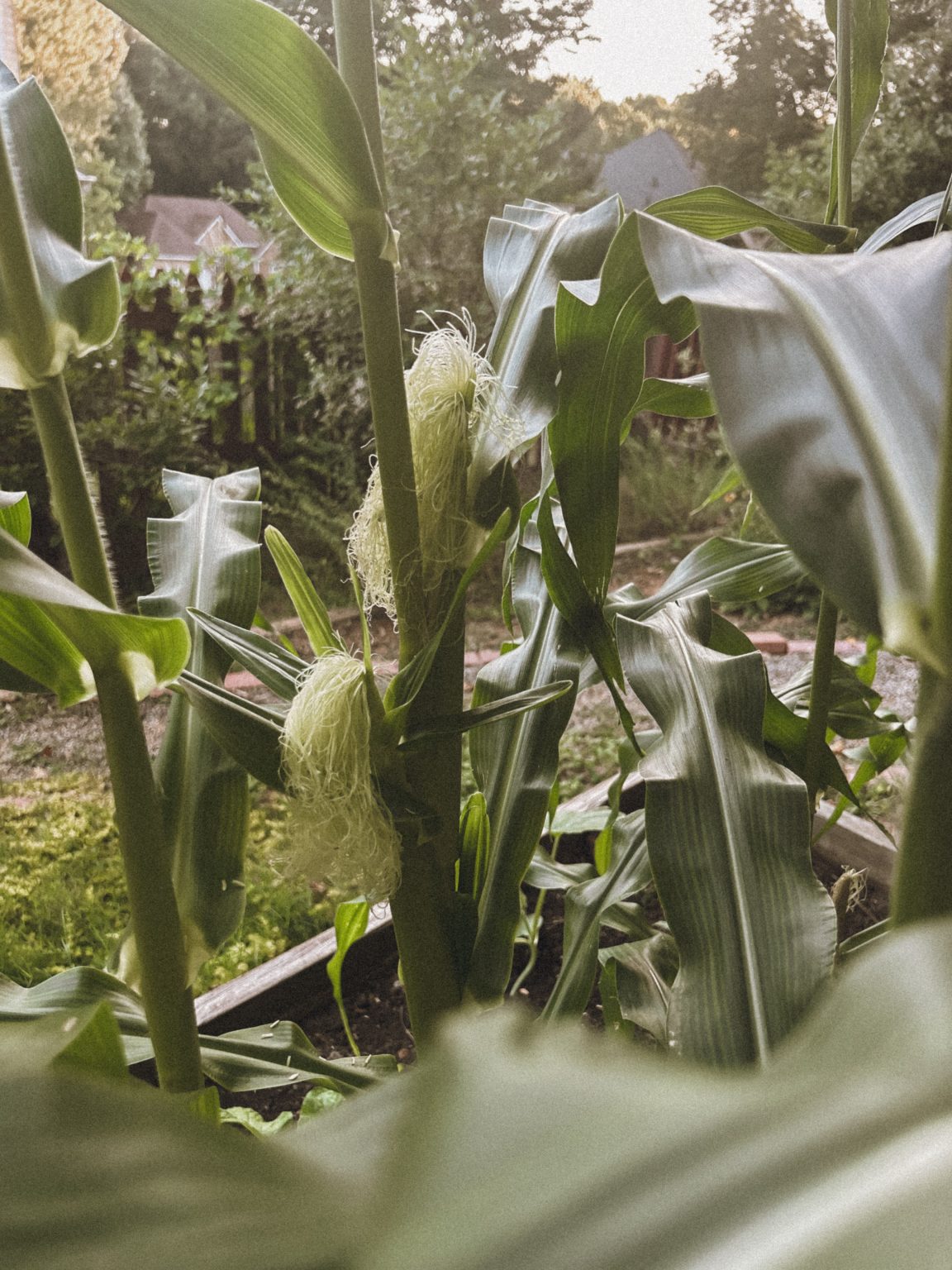 How to Hand Pollinate Corn for a Full Ear - Seasonal Grains