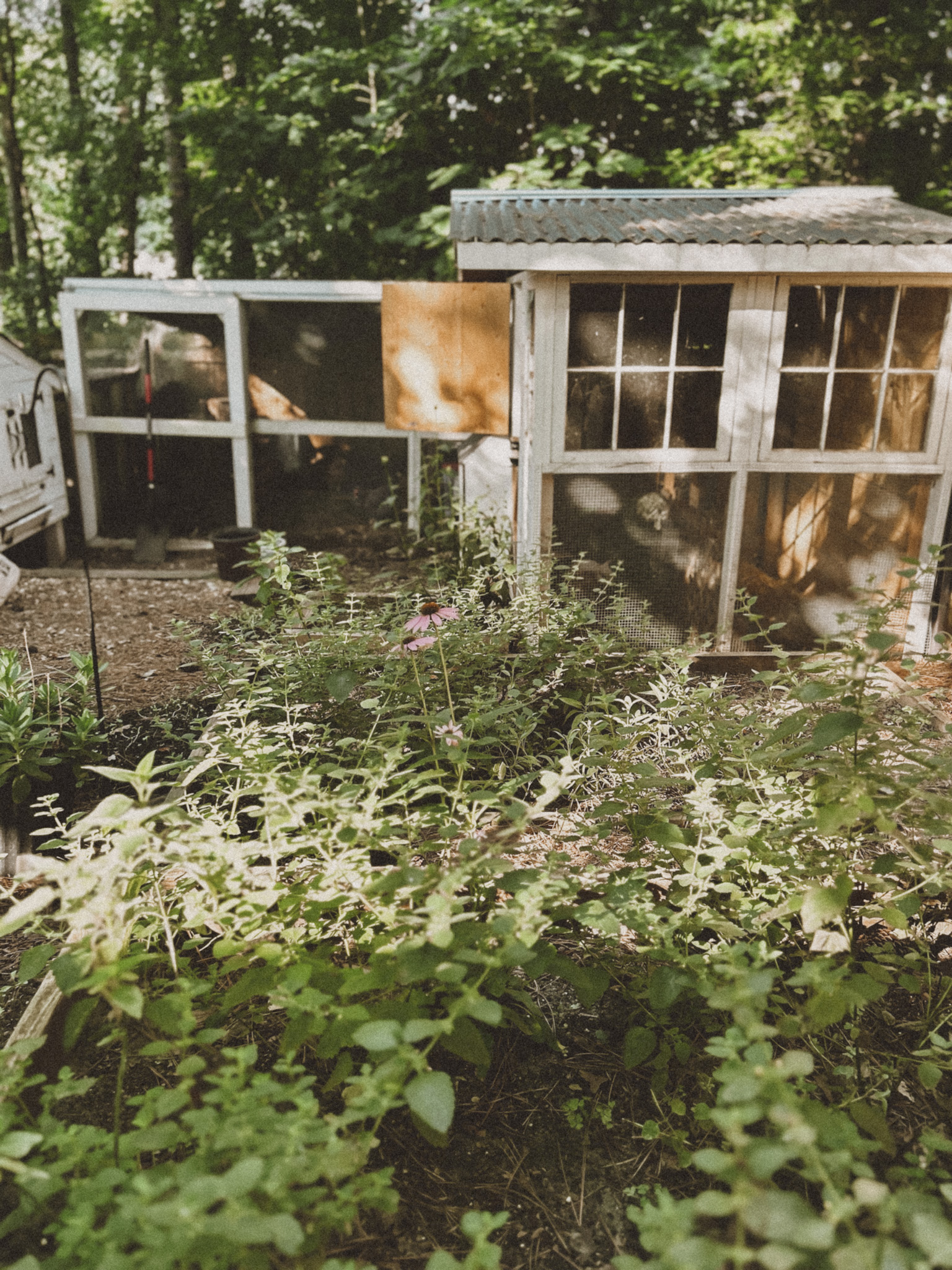 Easy Steps to Start Homesteading in a Small Space - Seasonal Grains